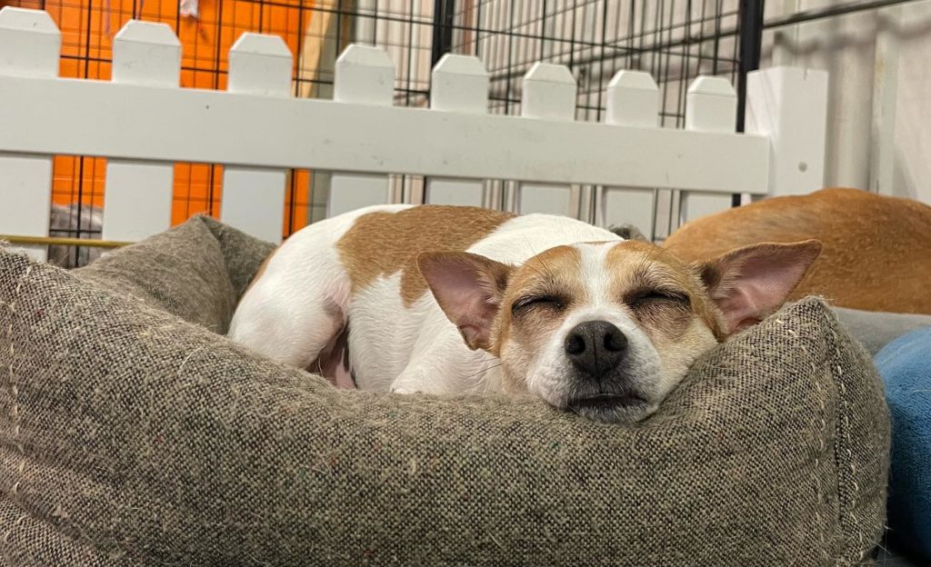 Our Team - Happy Dogz Daycare